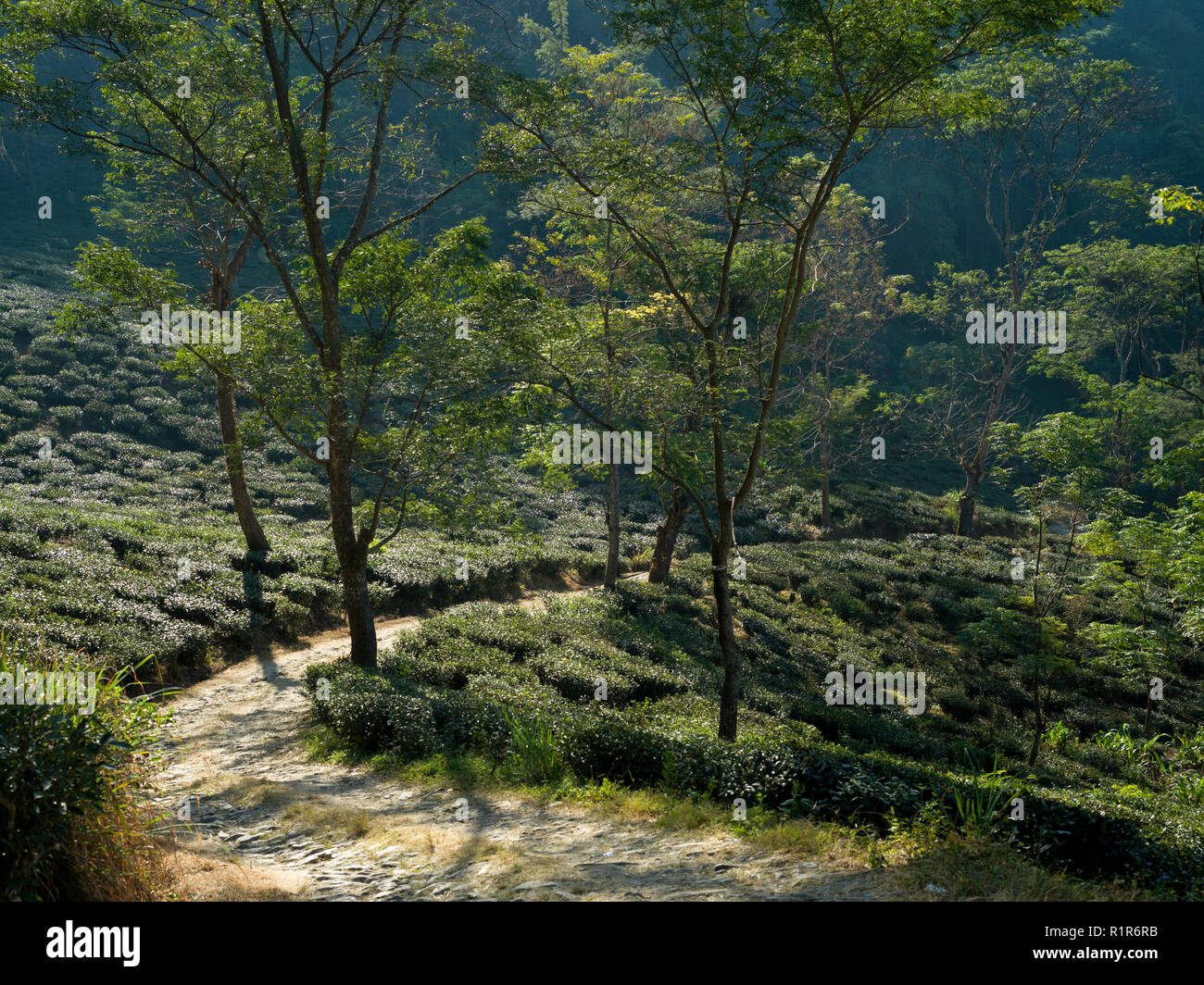 Scenic view of tea garden landscape, Darjeeling, West Bengal, India ...
