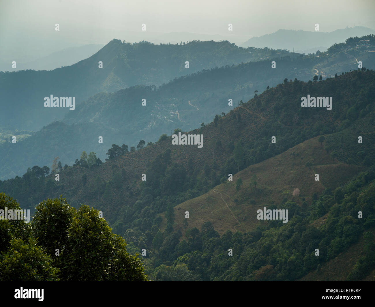 Scenic view of tea garden landscape, Rohini Tea Garden, Darjeeling ...