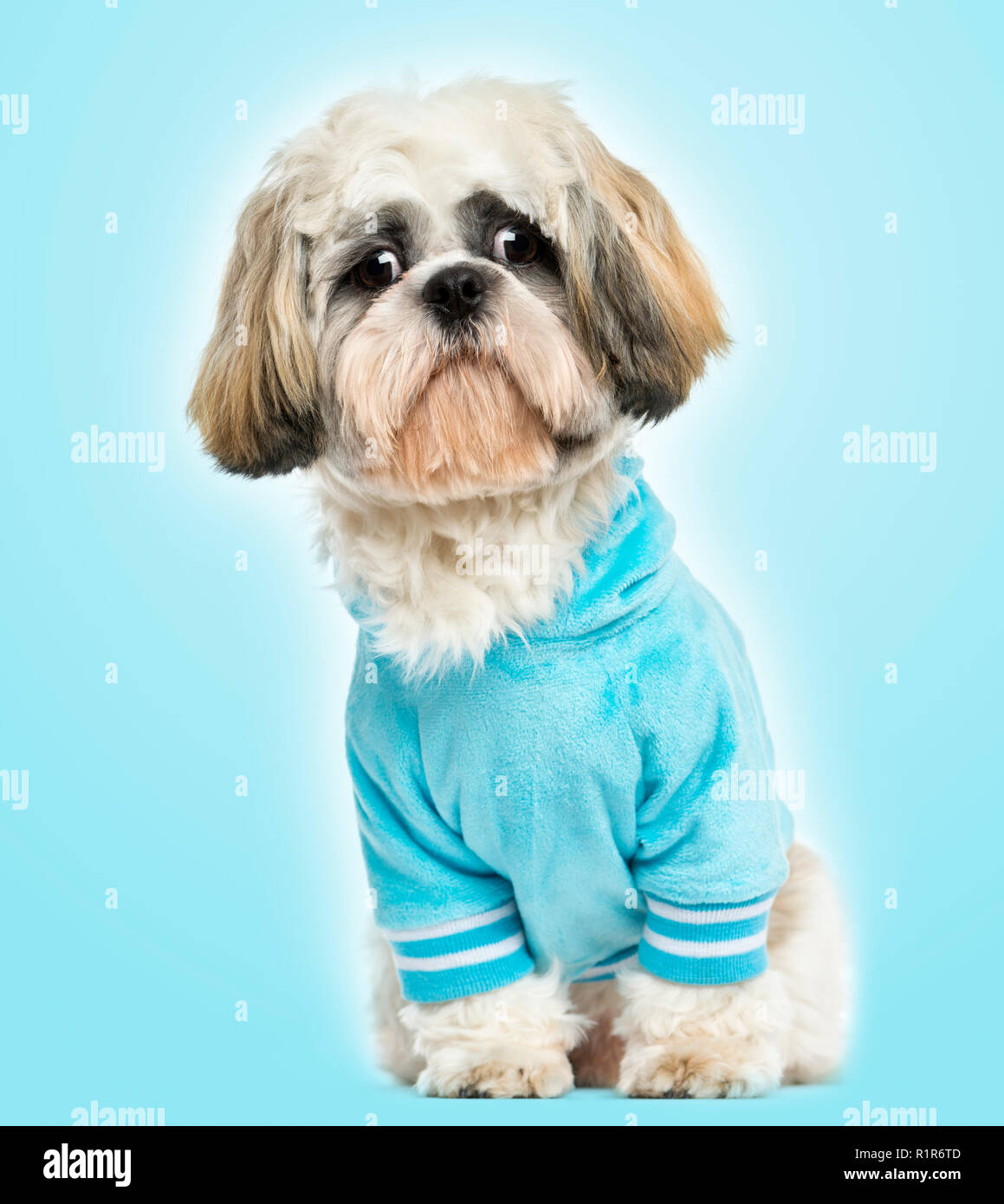 Dressed-up Shih tzu sitting, looking sad, 10 months old, on blue ...