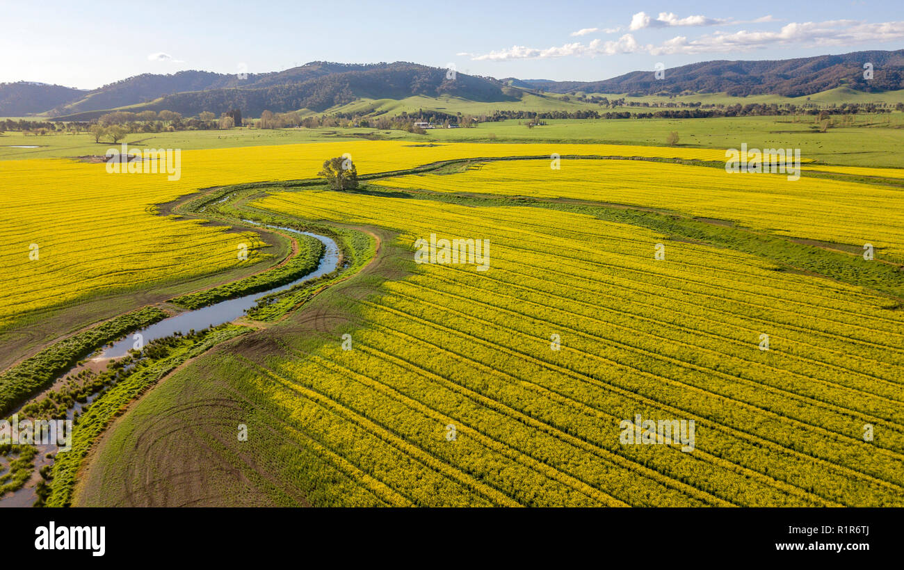 Aerial drone farming canola hi-res stock photography and images - Alamy