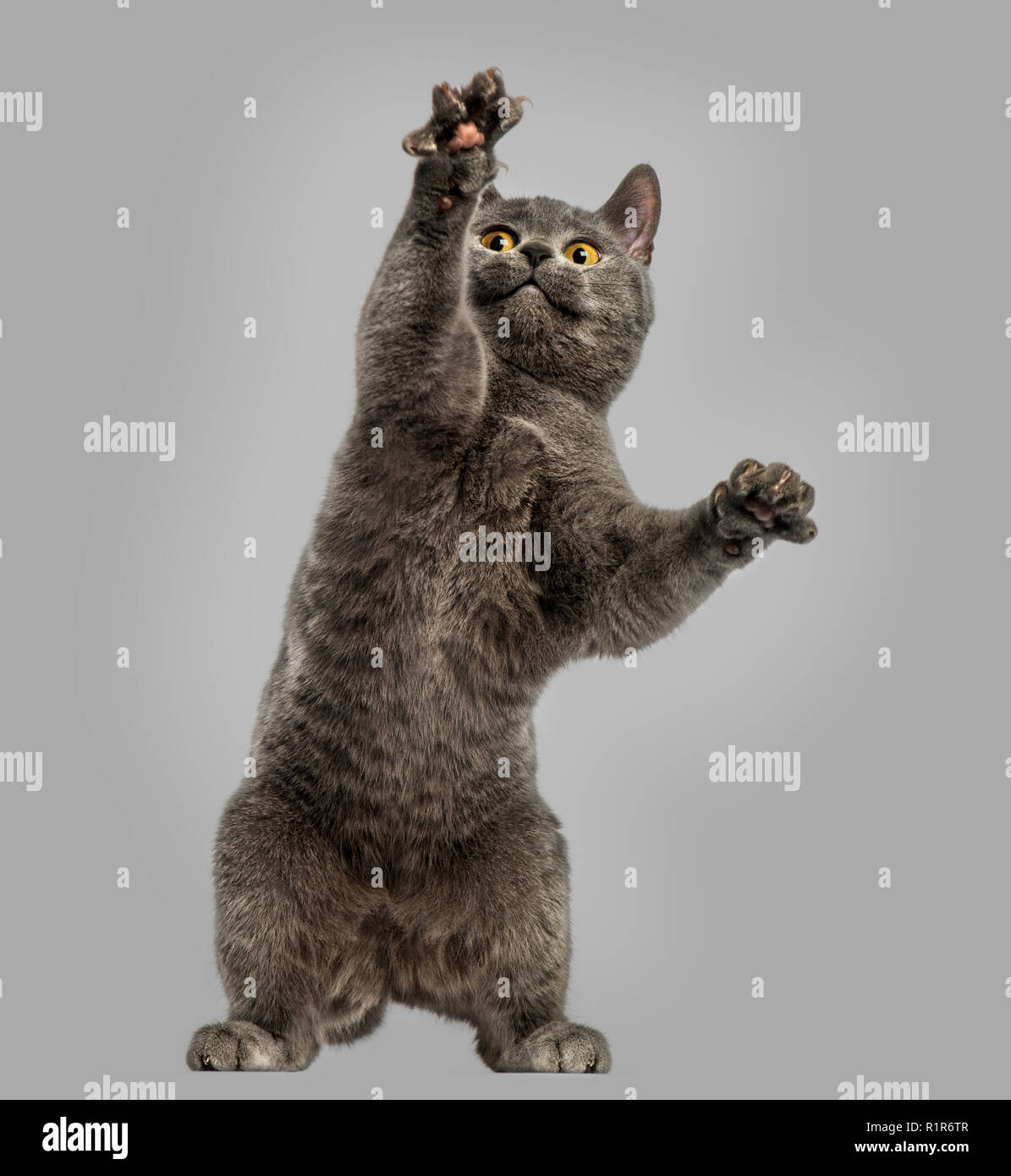 Front view of a Chartreux kitten reaching, on hind legs, 6 months old ...