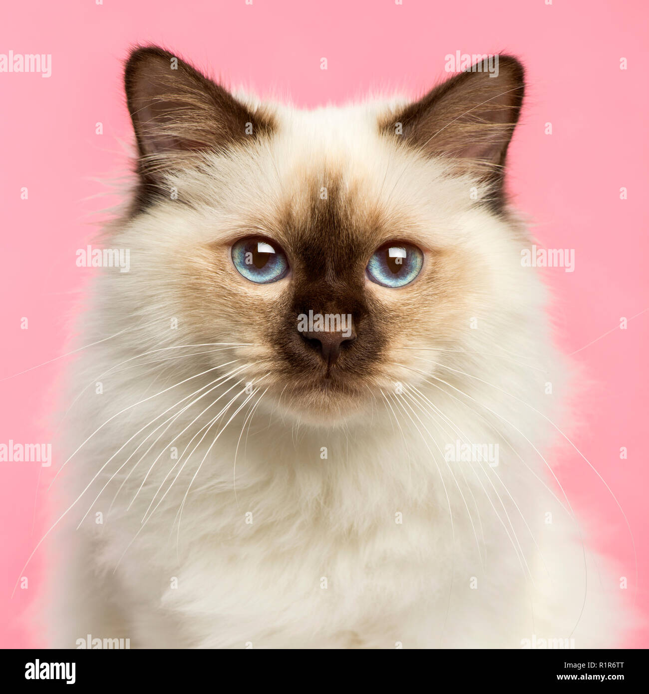 Kitten Looking Into Camera High Resolution Stock Photography and Images ...