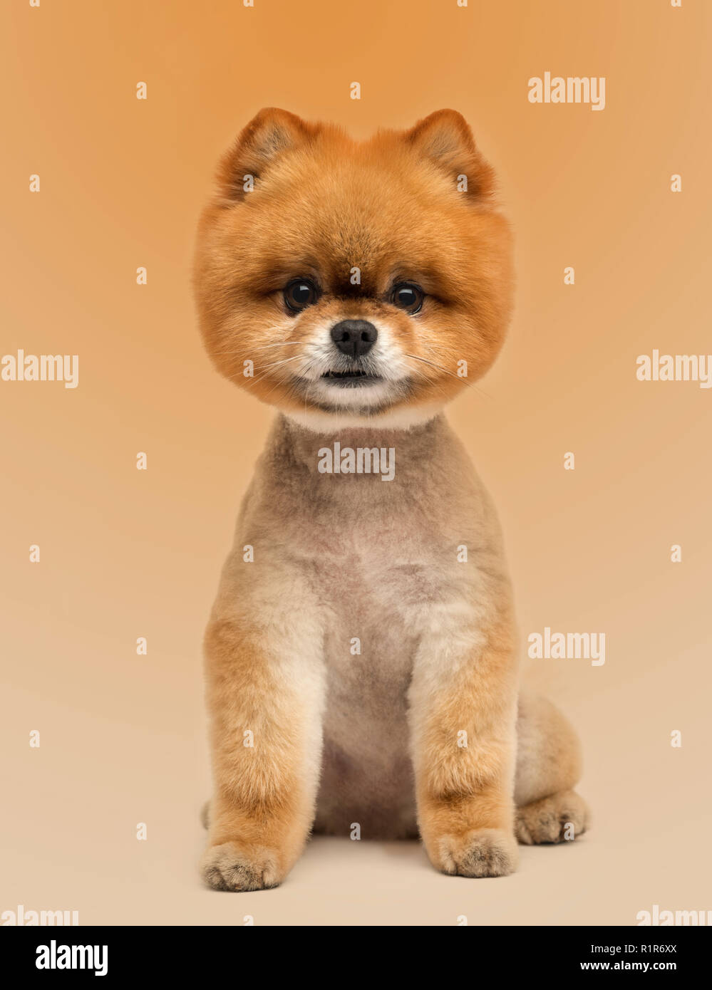 Pomeranian dog sitting and looking at the camera on an orange ...