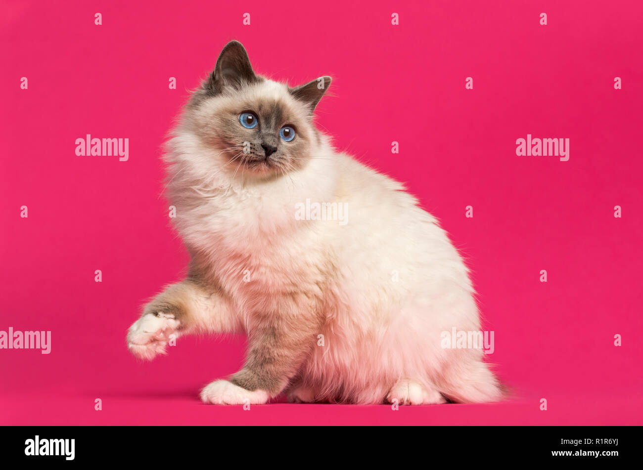 Birman cat sitting, looking back, on pink background Stock Photo - Alamy