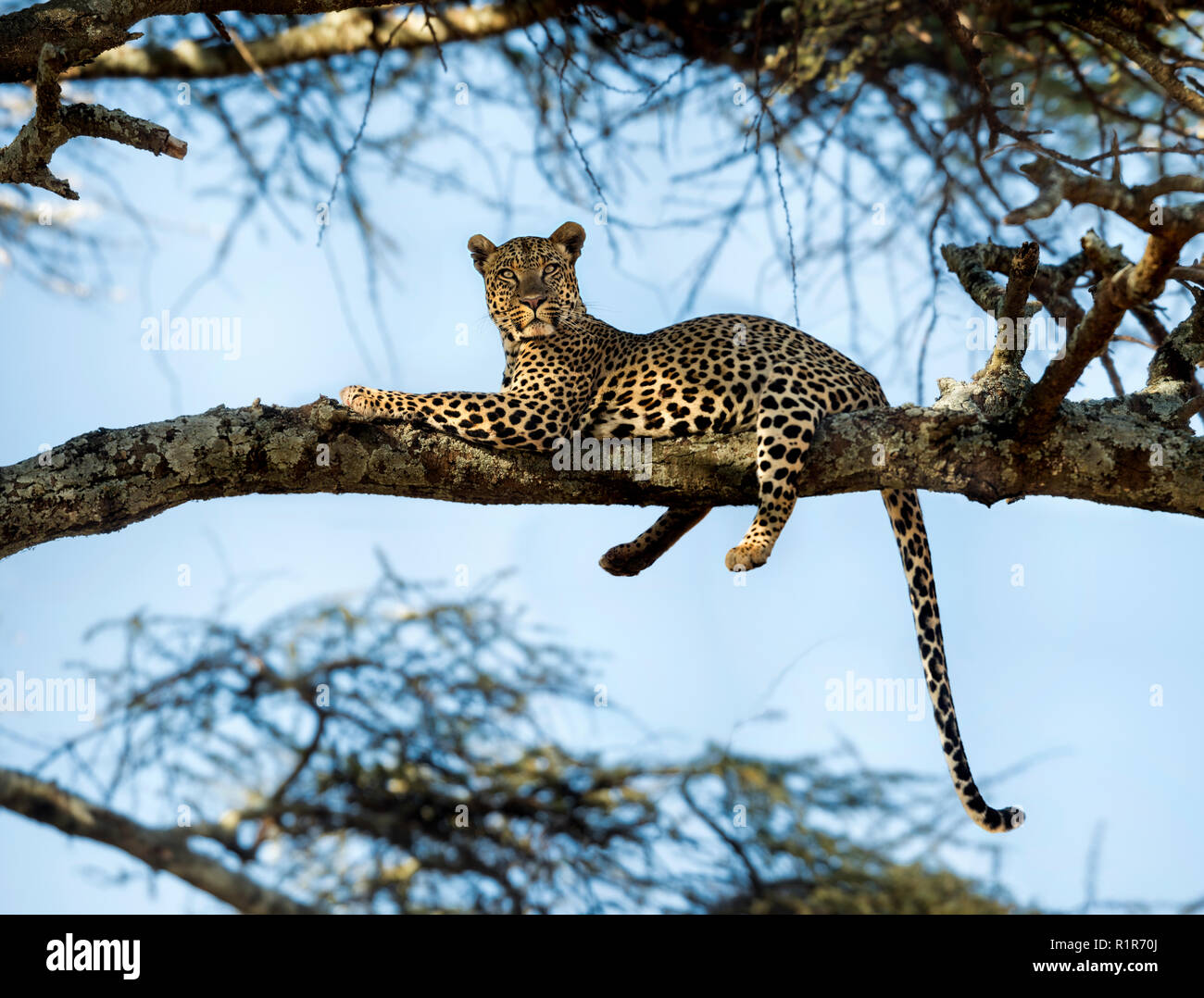 Leopard rest resting branch hi-res stock photography and images - Alamy
