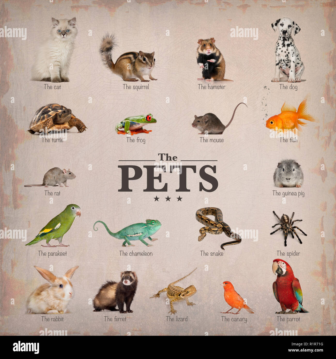 Poster species hi-res stock photography and images - Alamy