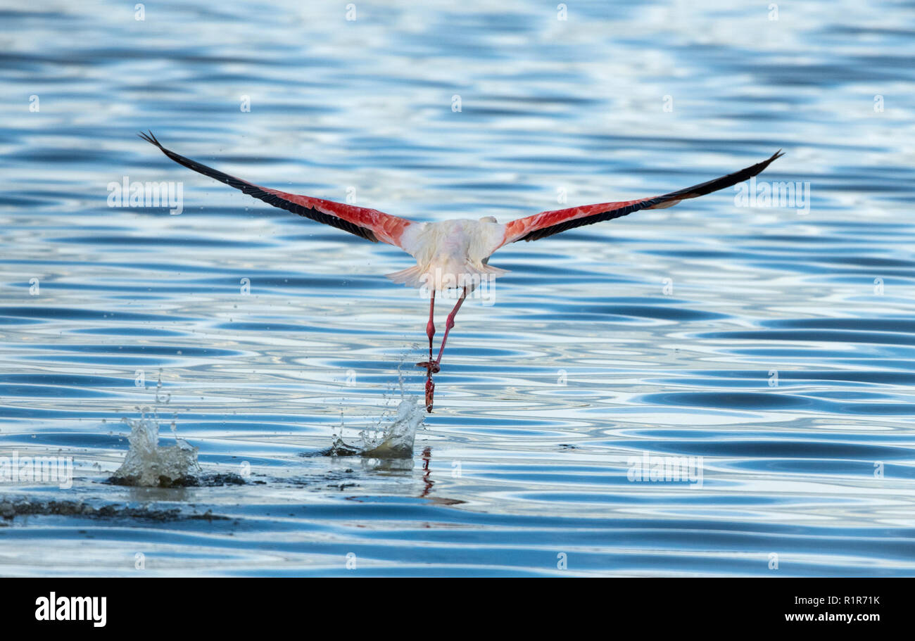 Flamingo taking off, Serengeti, Tanzania Stock Photo - Alamy