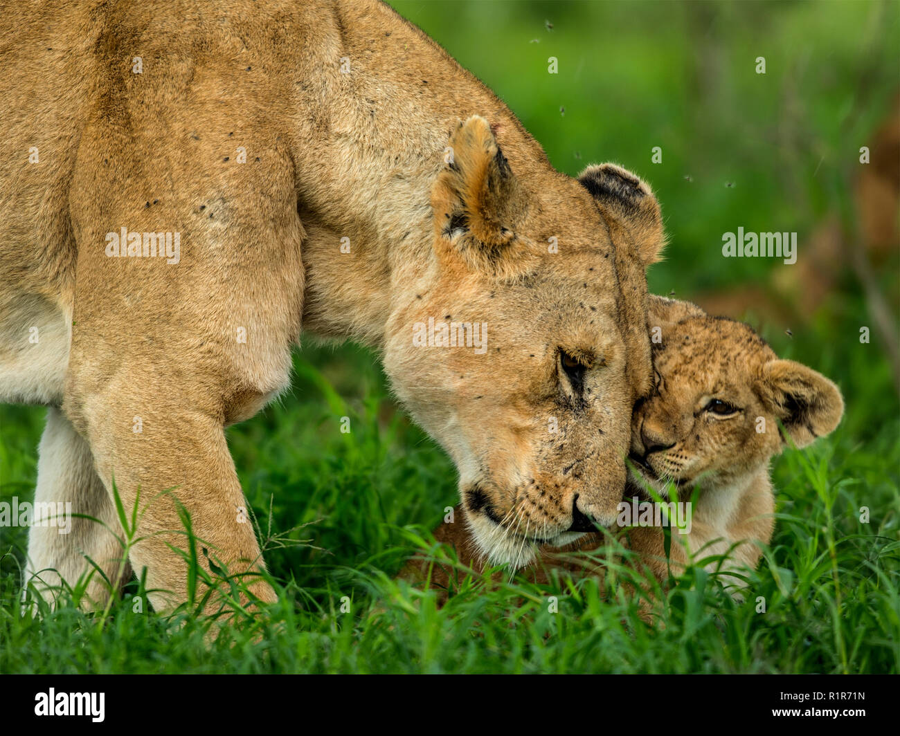 Cuddling cub hi-res stock photography and images - Alamy
