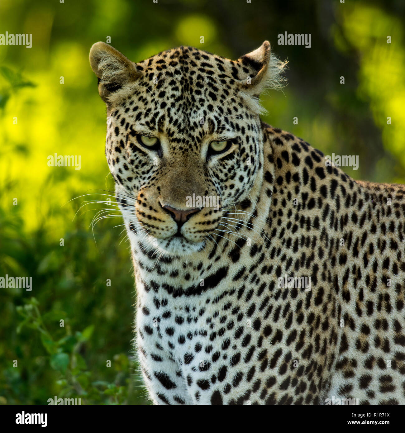 Close-up of a Leopard, Serengeti, Tanzania Stock Photo - Alamy