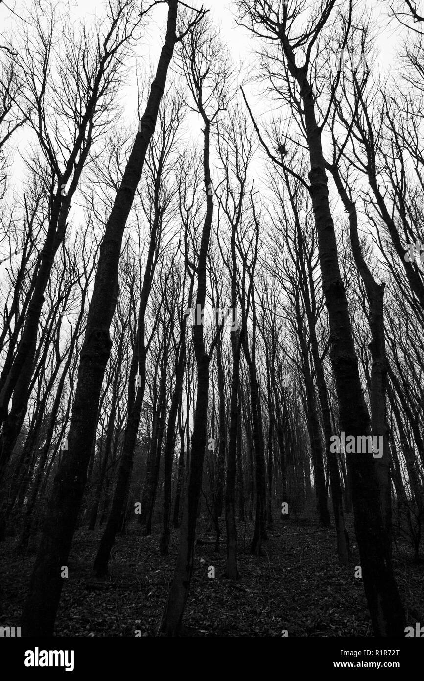 Creepy Woods Black and White Stock Photos & Images - Alamy