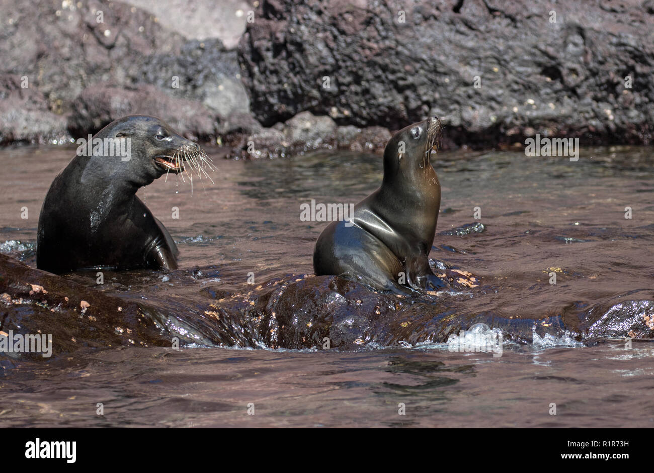 Galapagos Island Wildlife Stock Photo - Alamy