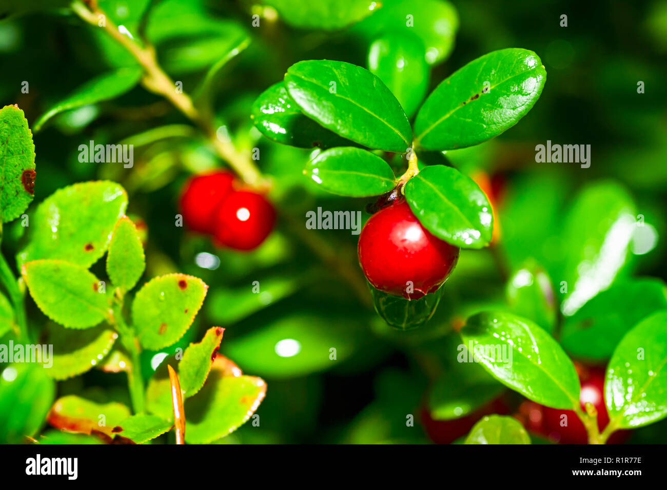 Cowberries hi-res stock photography and images - Alamy