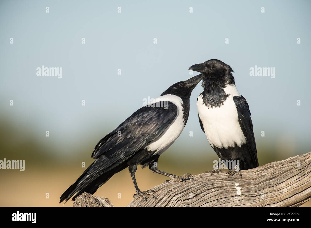 Crows on a white sky hi-res stock photography and images - Alamy