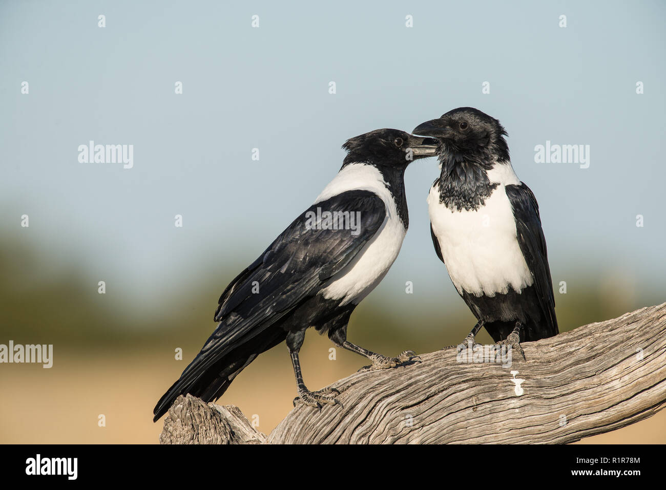 Two pied crows on a branch Stock Photo - Alamy
