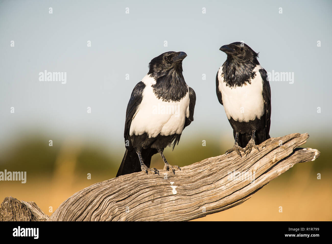 Two pied crows on a branch Stock Photo - Alamy