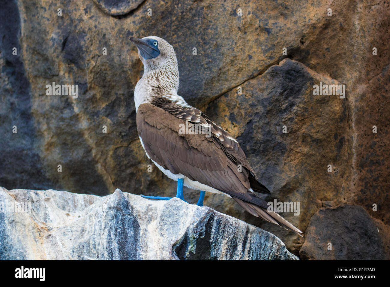 Galapagos Island Birds Stock Photo - Alamy