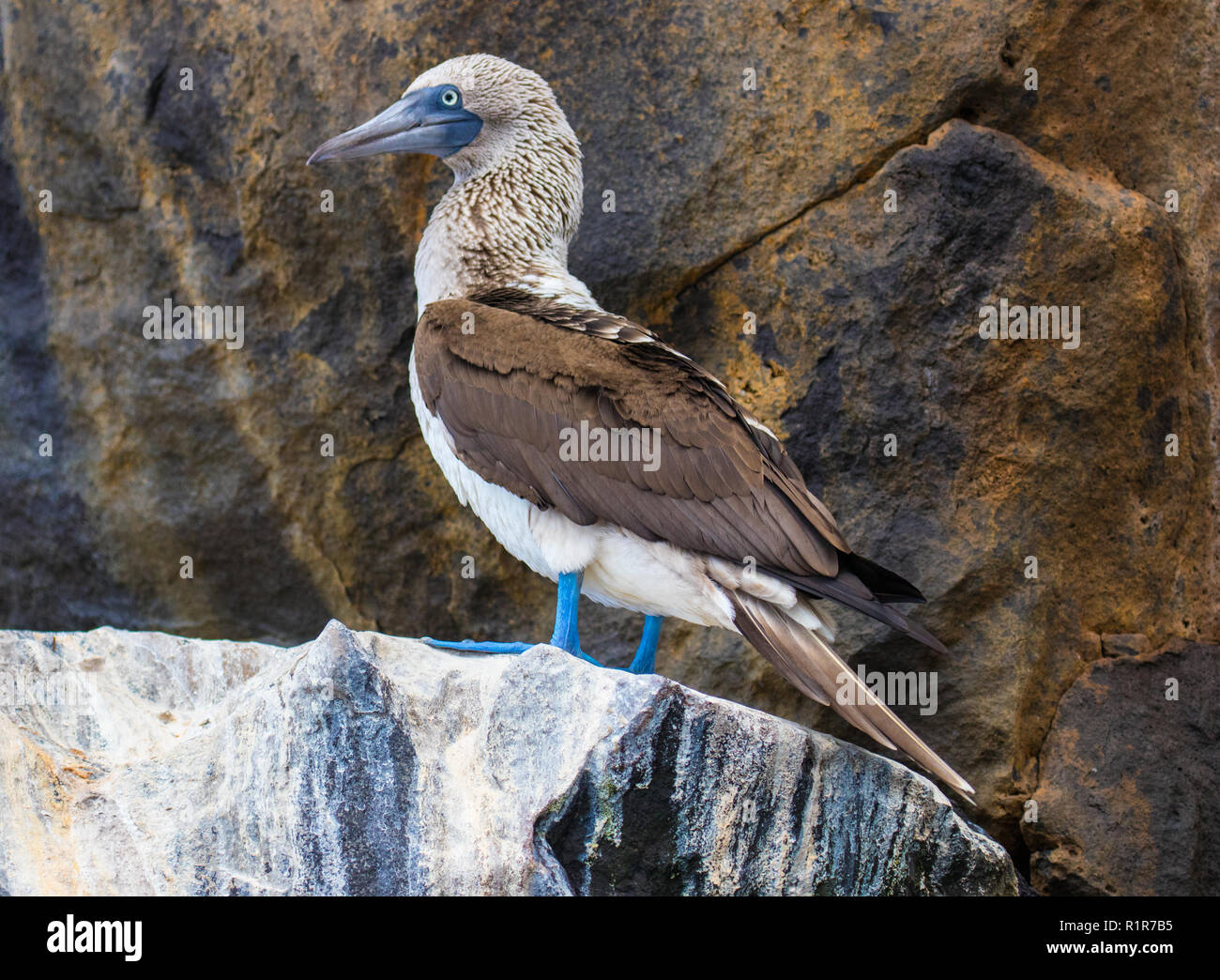 Galapagos Island Birds Stock Photo - Alamy