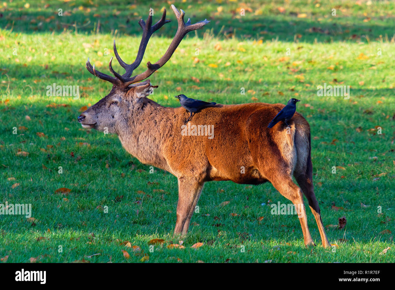 Red Deer stag standing in the autumn sun with two Carrion Crows on its ...