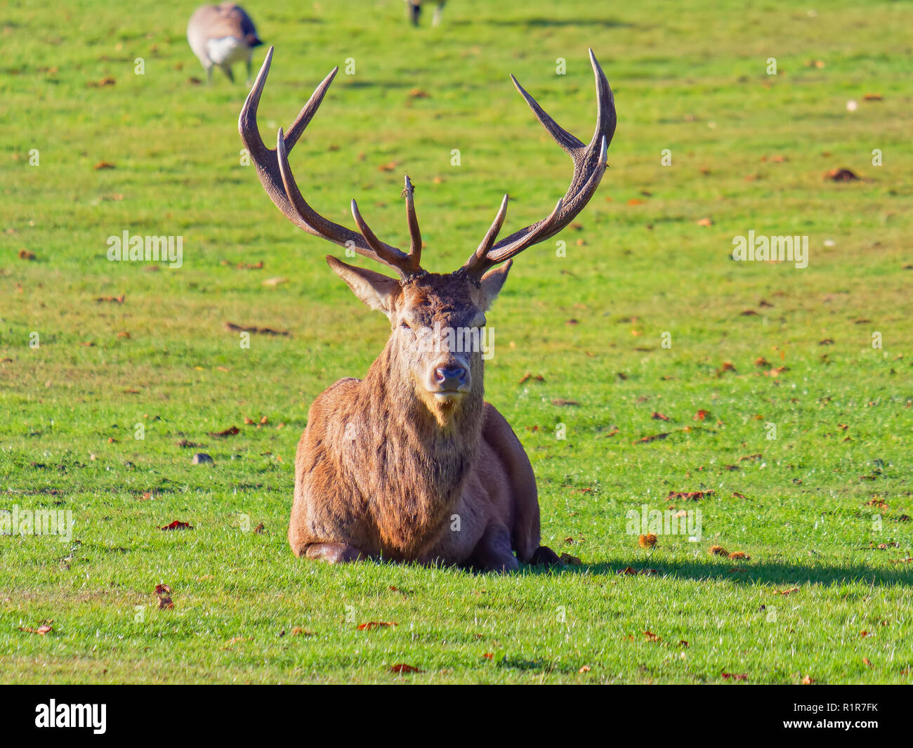 Red Deer stag, laying in the autumn sunshine looking directly at the ...