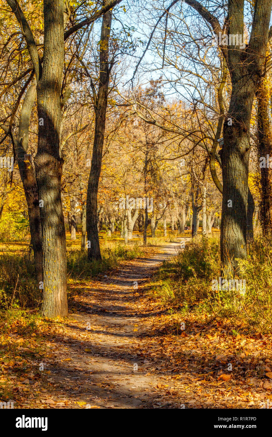 Image of a narrow path in a park in autumn between trees without leaves ...