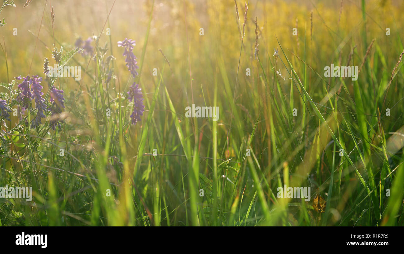 Willow grass hi-res stock photography and images - Alamy