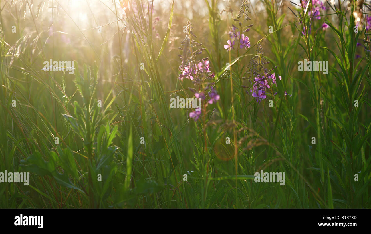 Willow grass hi-res stock photography and images - Alamy