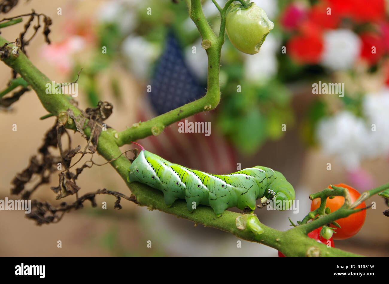 Best Plants For Tomato Hornworm at Alex Cruz blog