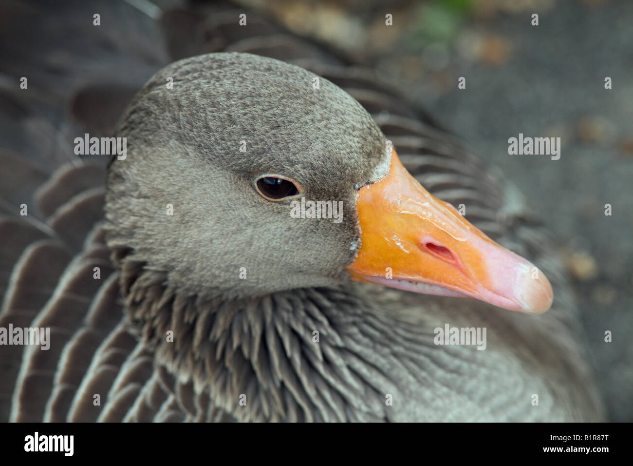 Greylag Goose (Anser anser). View of head and bill from above. Close up ...
