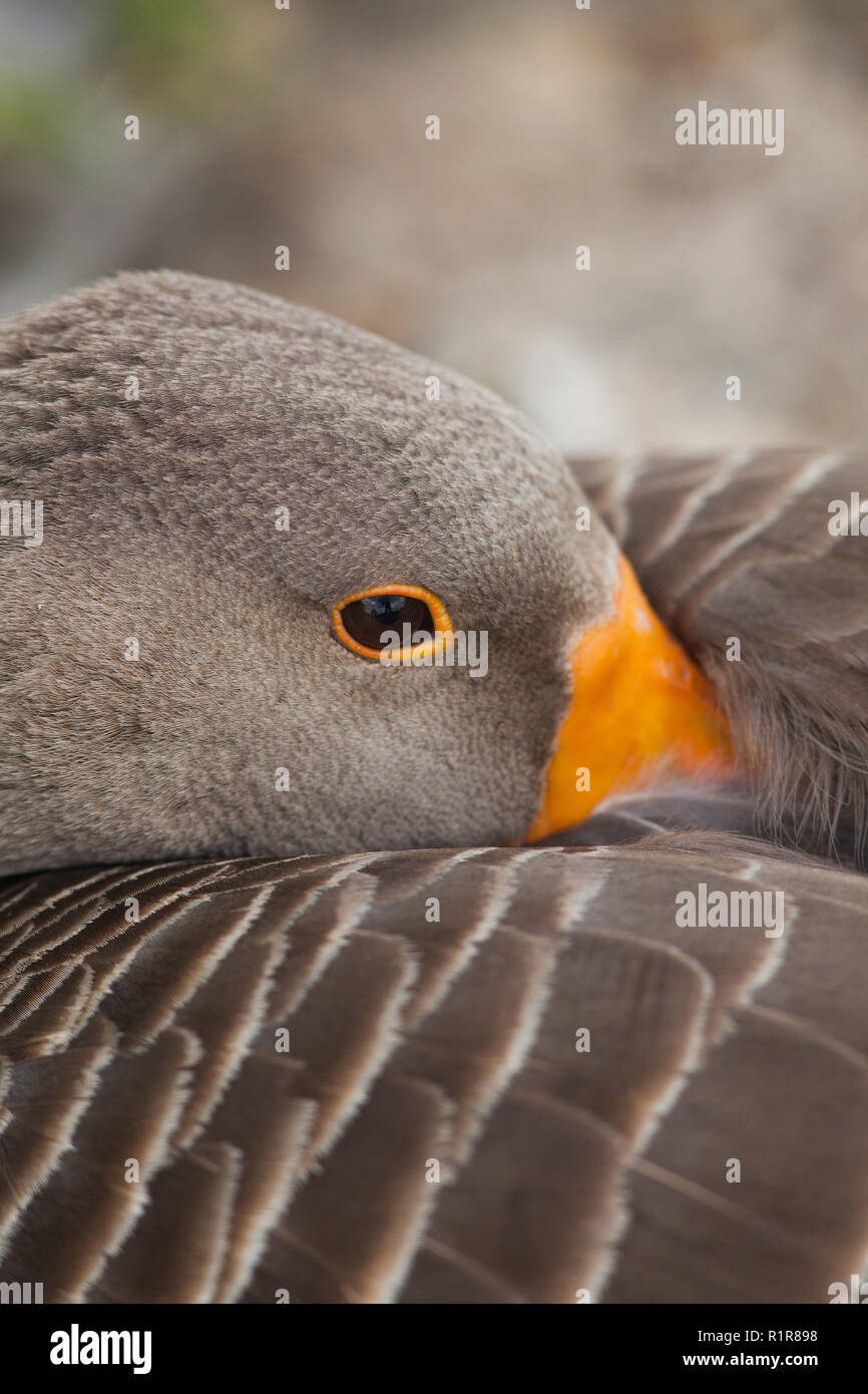 Negative temperature hi-res stock photography and images - Alamy