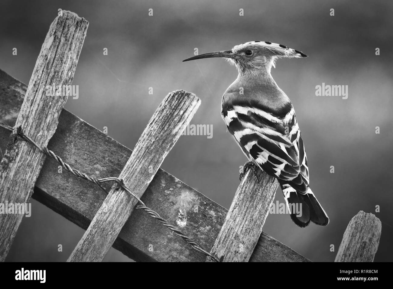 Hoopoe stretching Black and White Stock Photos & Images - Alamy