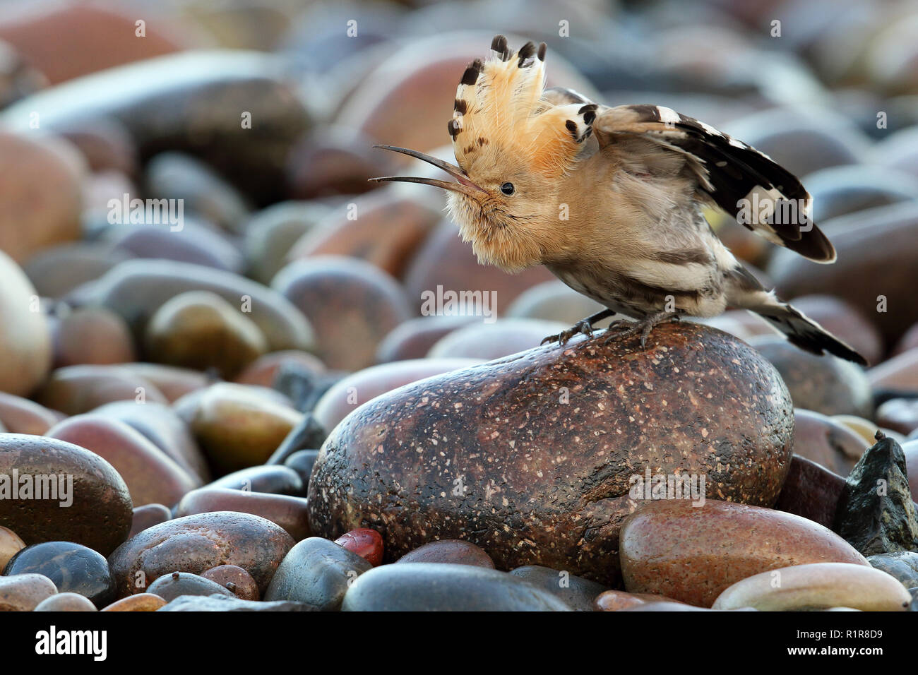 Eurasian Hoopoe (Upupa epops). Image taken at the Montrose Basin, Angus ...