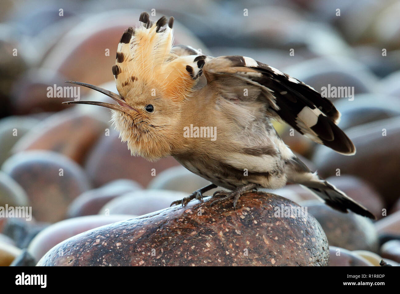 Eurasian Hoopoe (Upupa epops). Image taken at the Montrose Basin, Angus ...