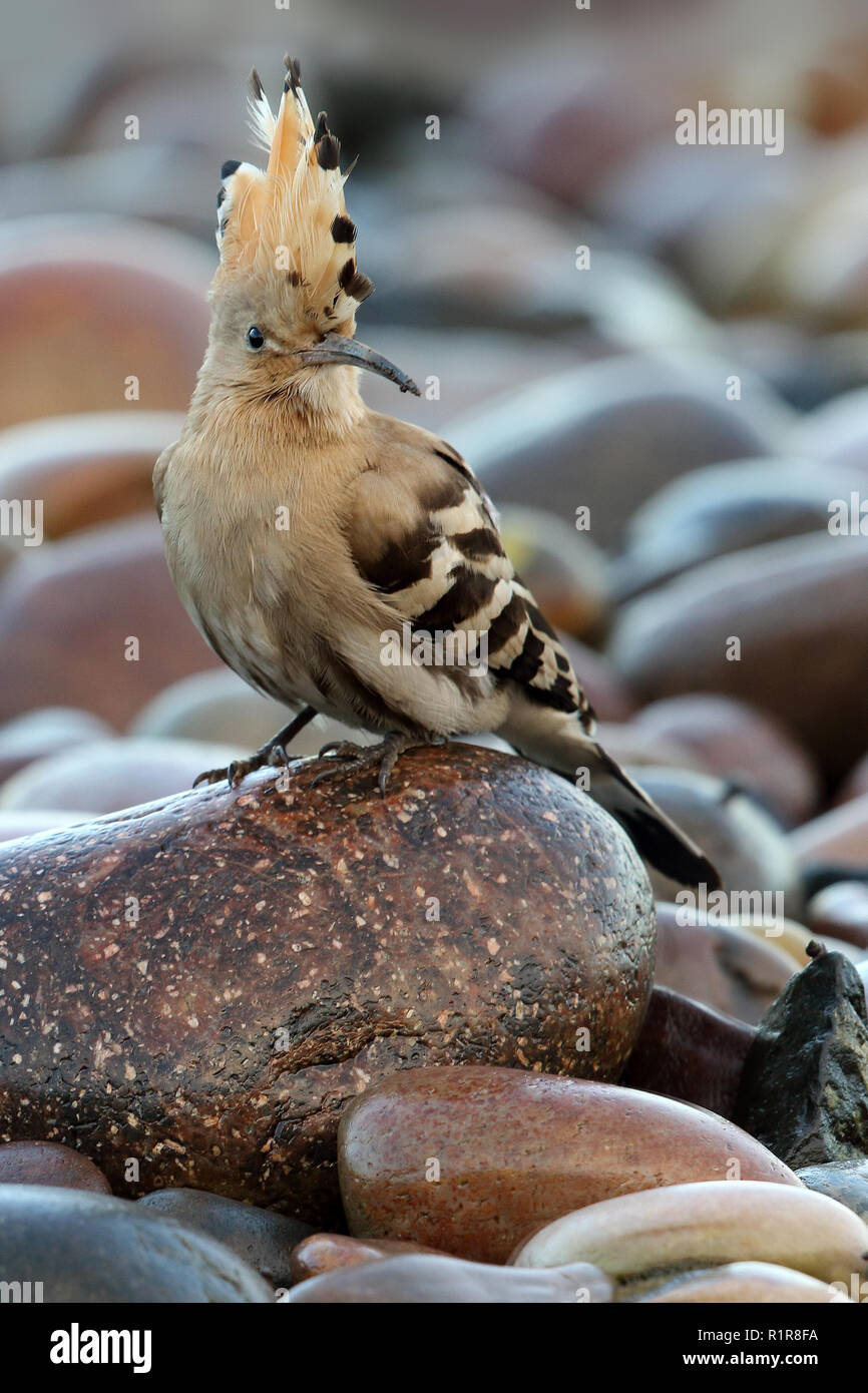 Eurasian Hoopoe (Upupa epops). Image taken at the Montrose Basin, Angus ...