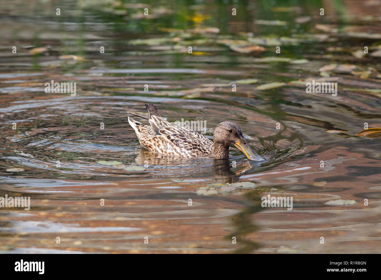 Common or Northern Shoveler Duck (Anas clypeata). Female feeding using ...