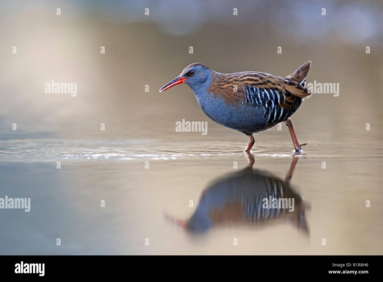 Water Rail (Rallus aquaticus) UK Stock Photo - Alamy