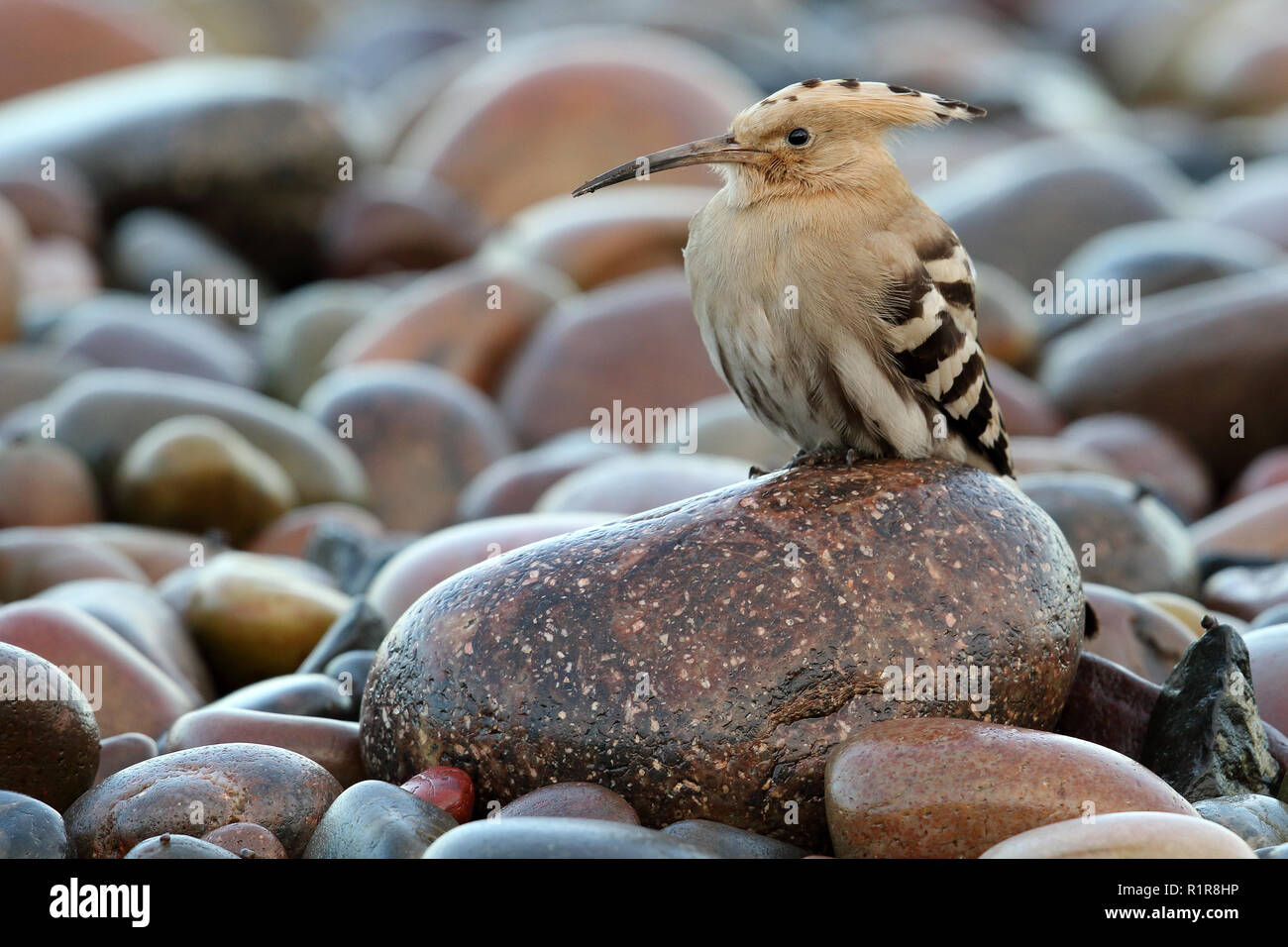 Eurasian Hoopoe (Upupa epops). Image taken at the Montrose Basin, Angus ...