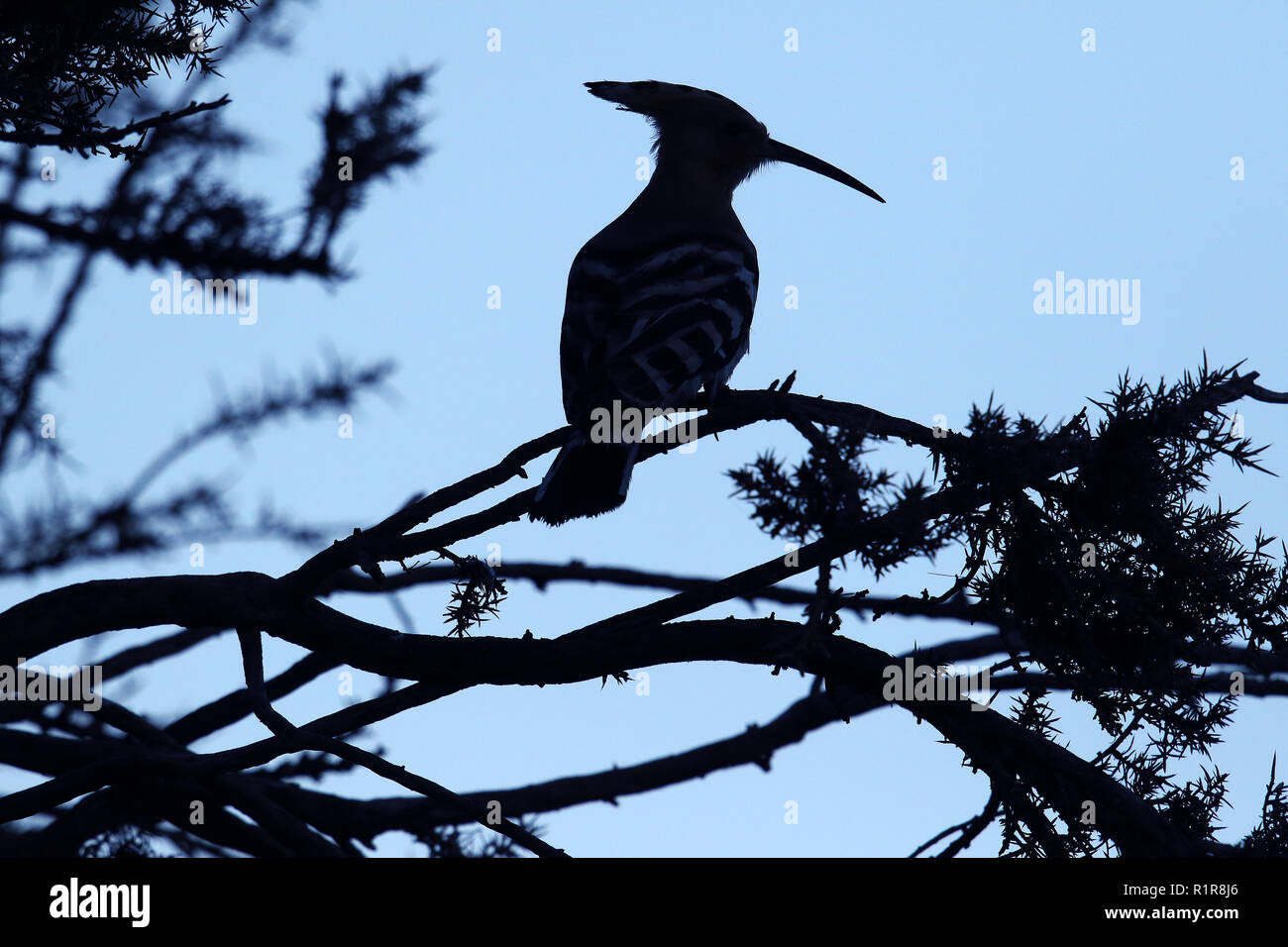 Eurasian Hoopoe (Upupa epops). Image taken at the Montrose Basin, Angus ...