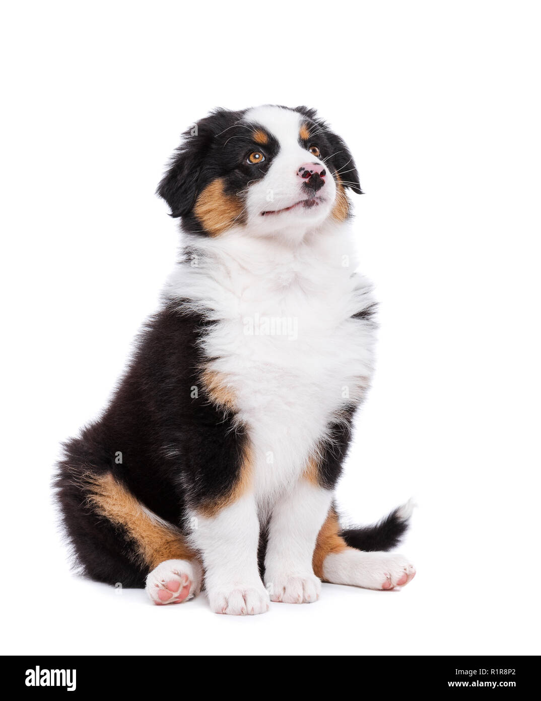 Puppy dog australian shepherd Cut Out Stock Images & Pictures - Alamy