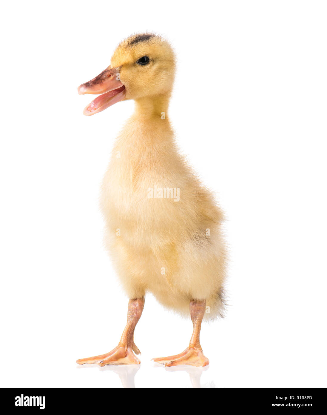 Cute newborn duckling Stock Photo - Alamy
