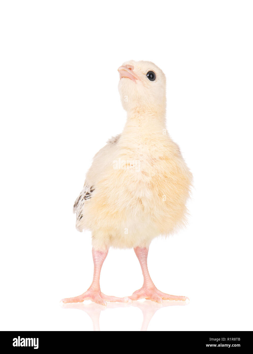 Little chicken turkey Stock Photo - Alamy