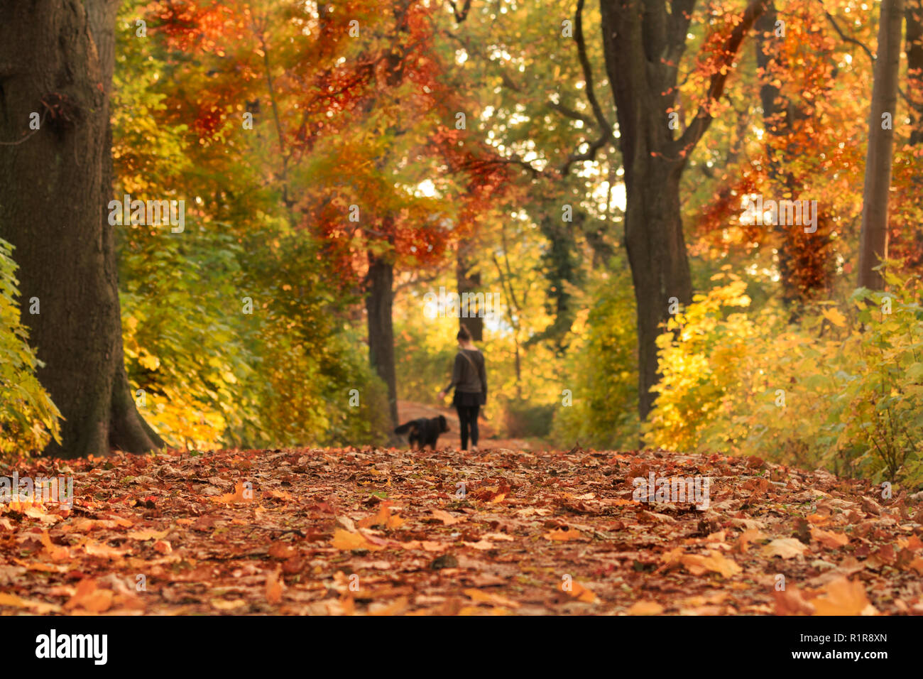 autumn path with colored leaves Stock Photo - Alamy