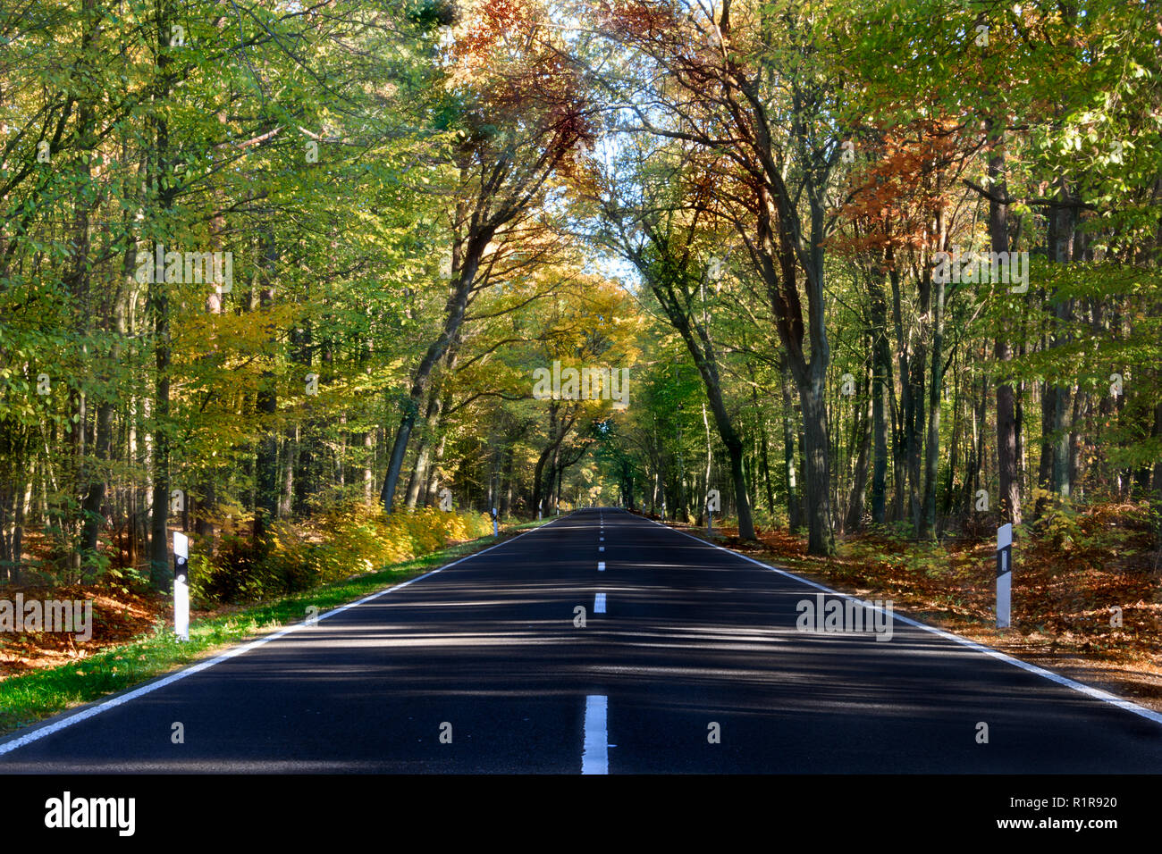 Tree Without Leaves High Resolution Stock Photography and Images - Alamy