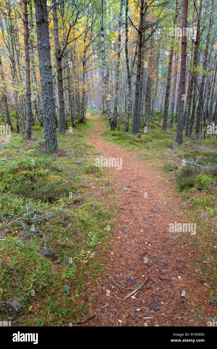 Forestry scotland branches hi-res stock photography and images - Alamy