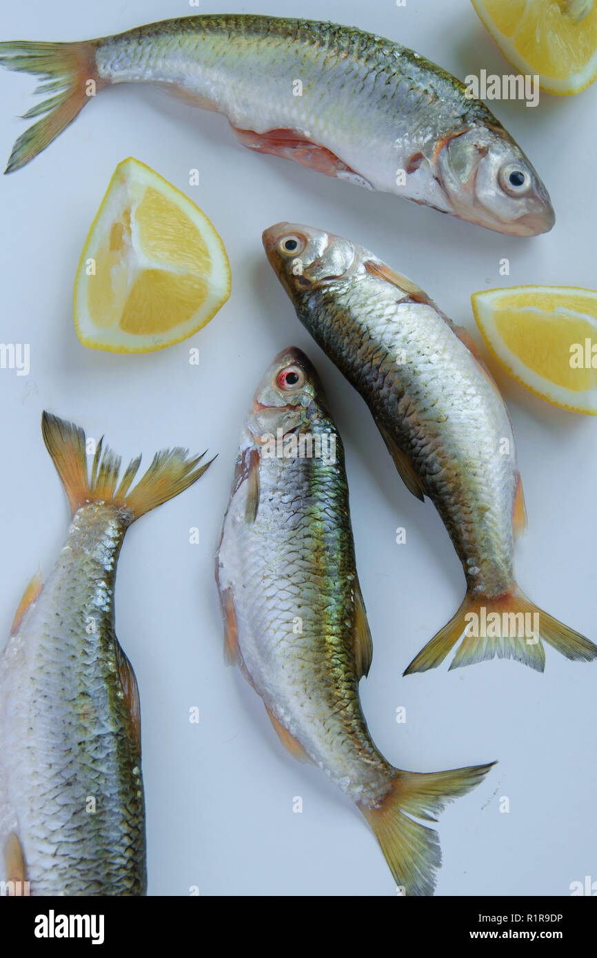 Top view of fresh catch uncooked fish and raw lemons on white ...
