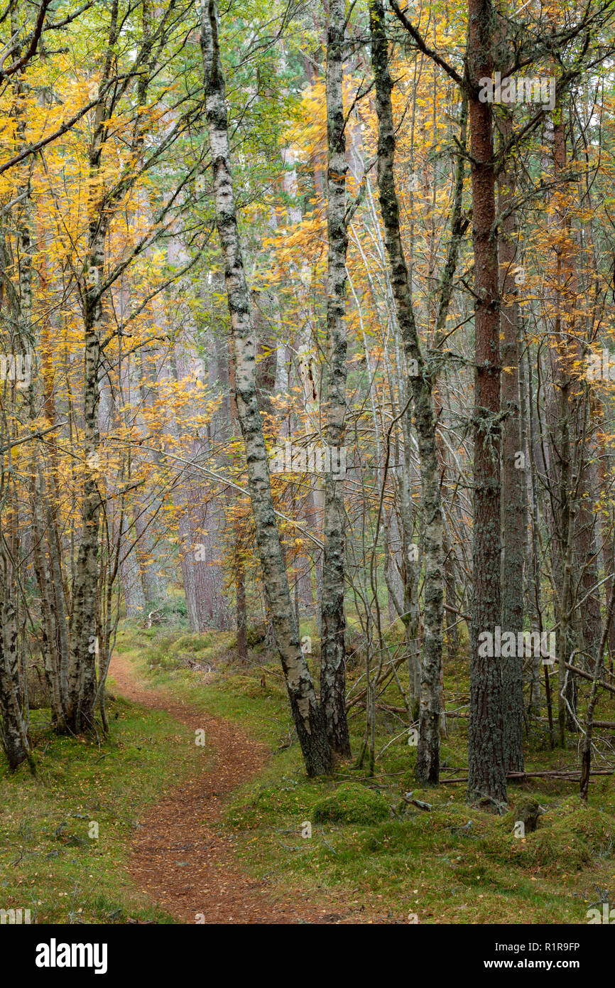 Forest scotland woodland path uk hi-res stock photography and images ...