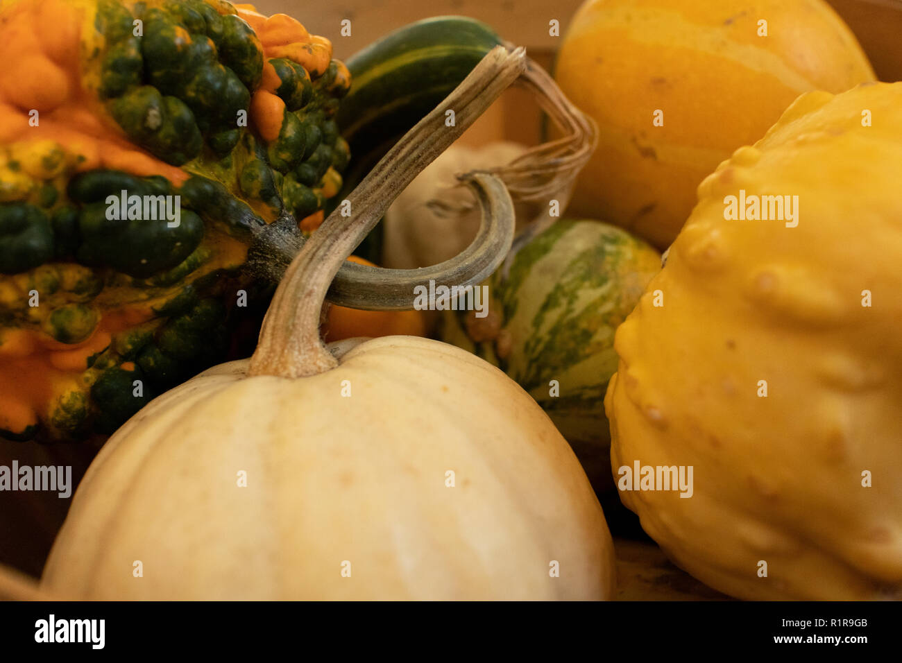 Yellow gourds hi-res stock photography and images - Alamy