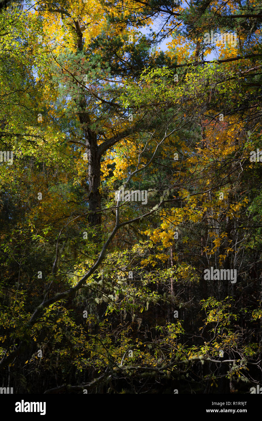 Forestry scotland branches hi-res stock photography and images - Alamy