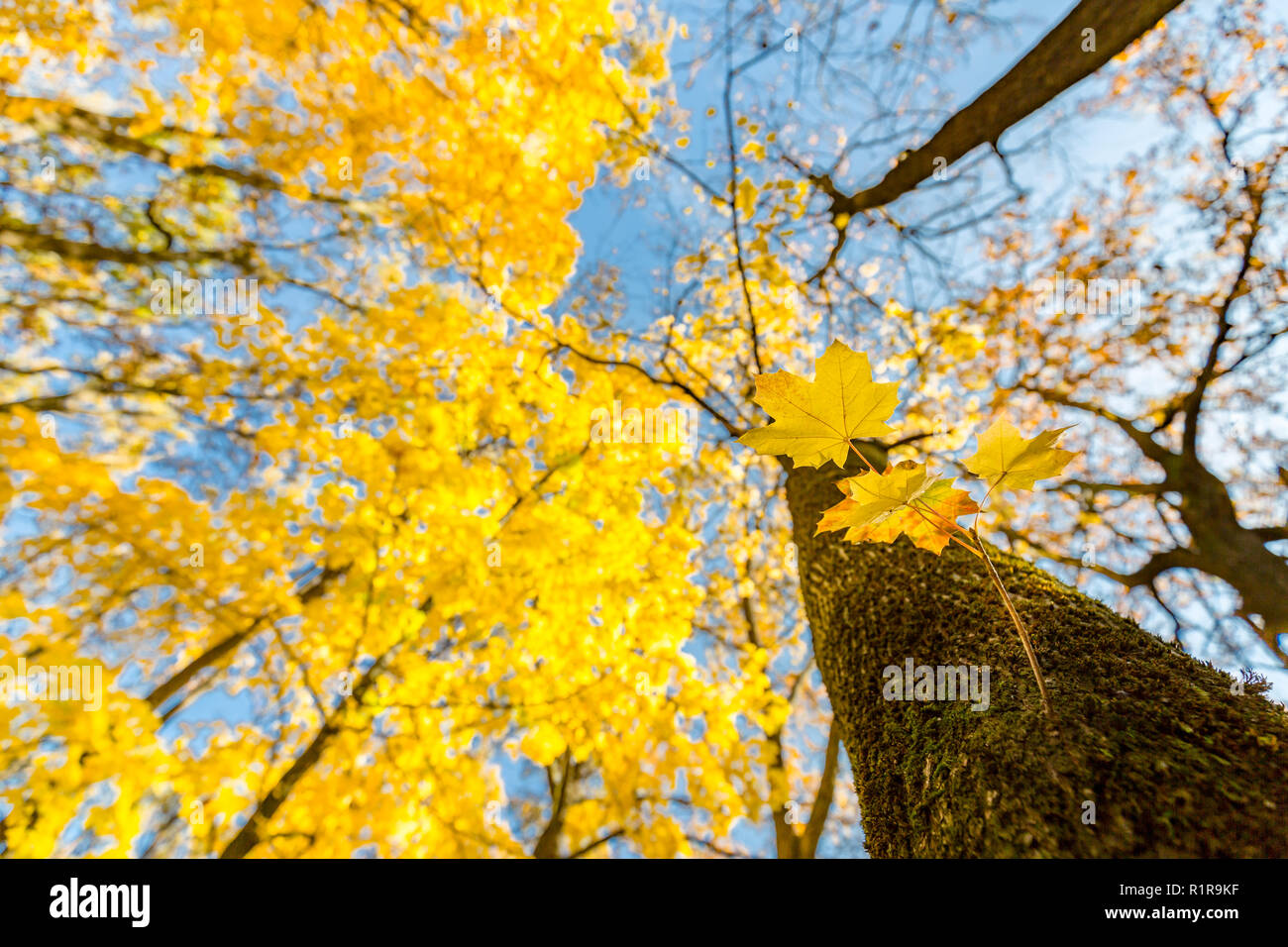 Tree branch with autumn leaves. Autumn background Stock Photo - Alamy