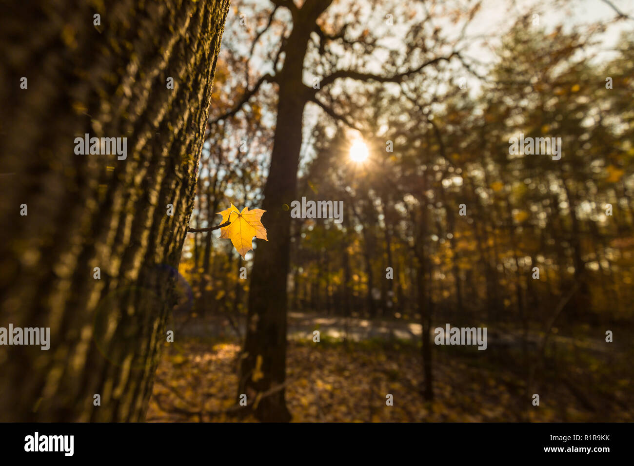 Tree branch with autumn leaves. Autumn background Stock Photo - Alamy