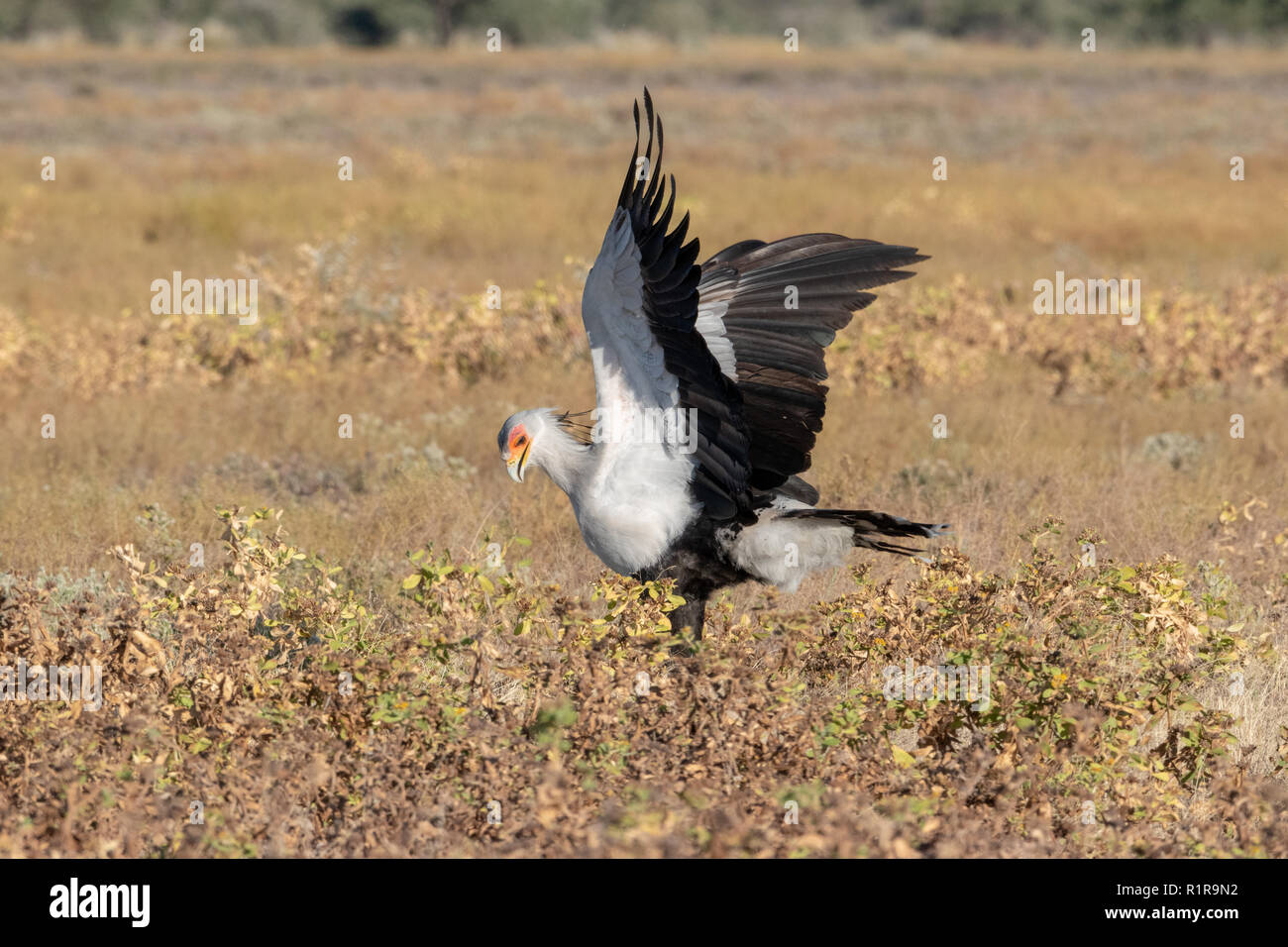 Secretary Bird Hunting High Resolution Stock Photography and Images - Alamy
